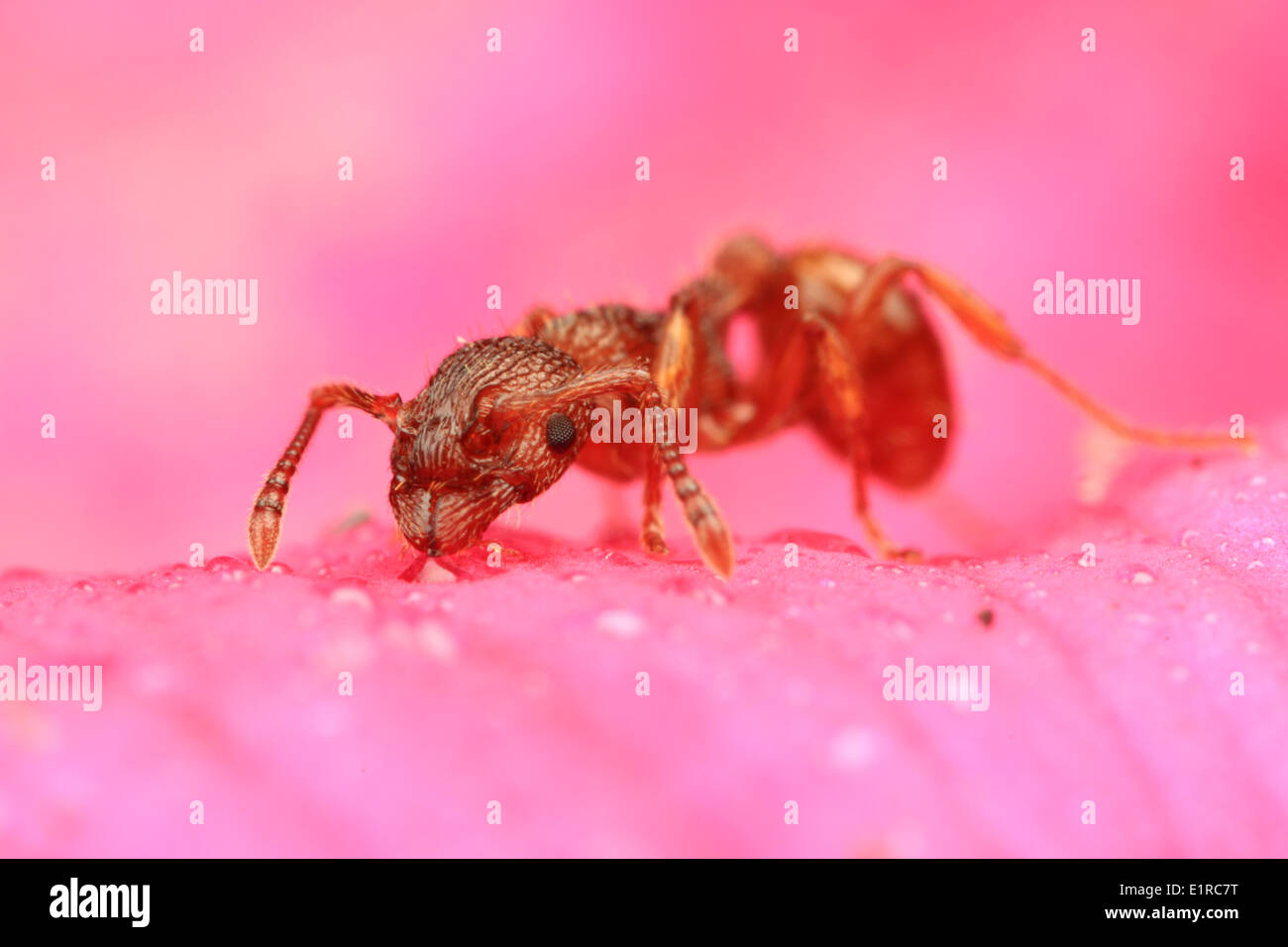 A red wood ant on a pink flower Stock Photo - Alamy