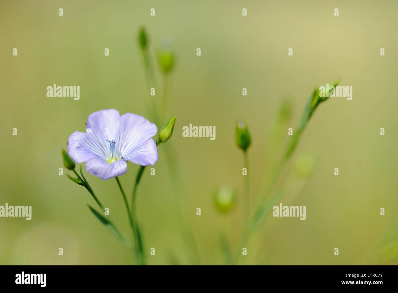 Cultivated flax hi-res stock photography and images - Alamy