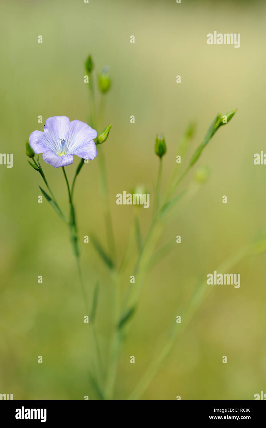 Cultivated flax hi-res stock photography and images - Alamy