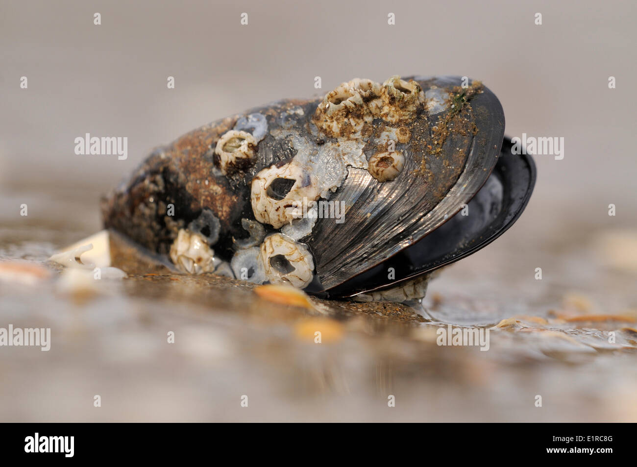 Beached shell of blue mussel Stock Photo - Alamy