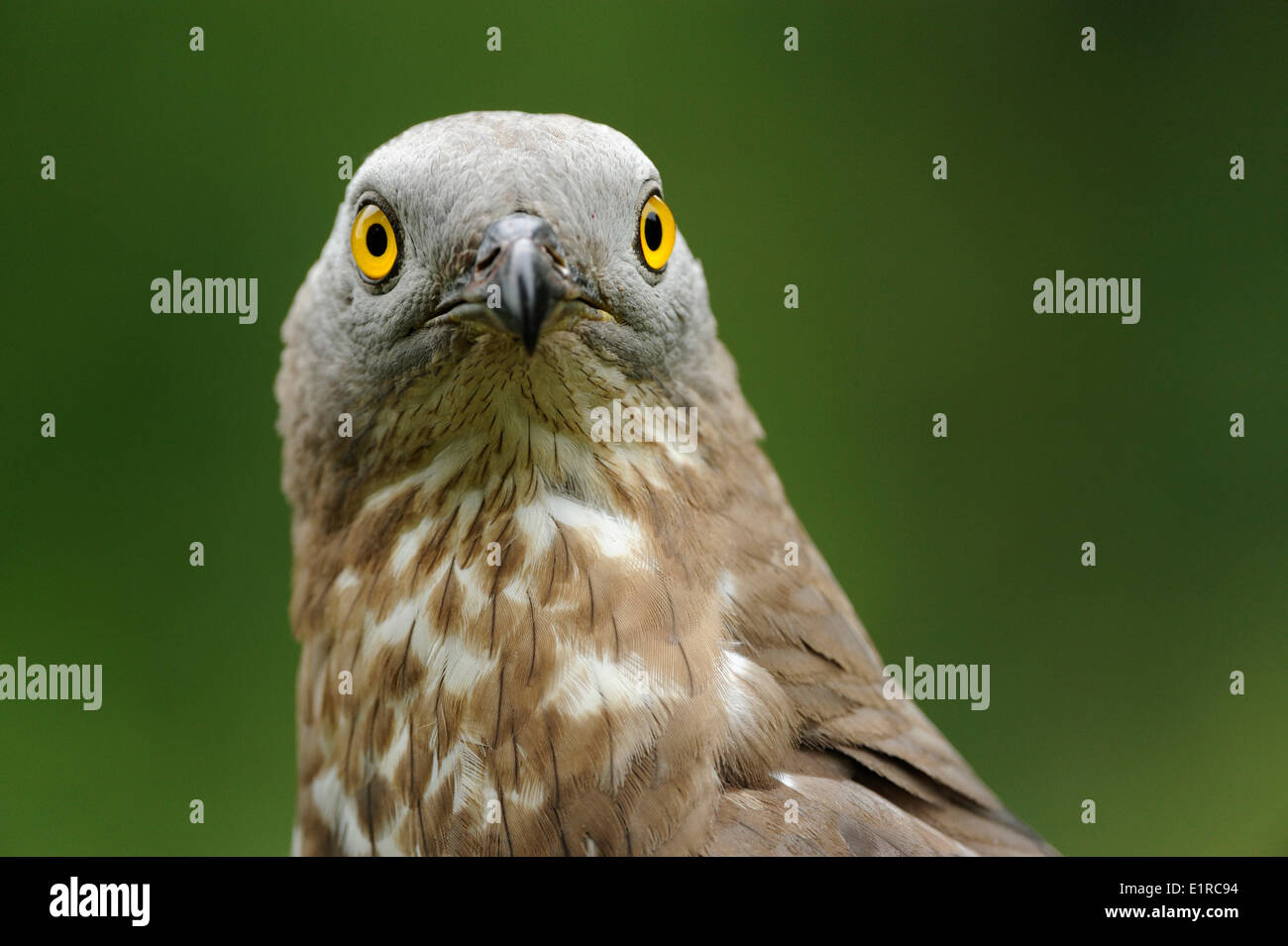 Headshot of an adult male Honey Buzzard Stock Photo - Alamy