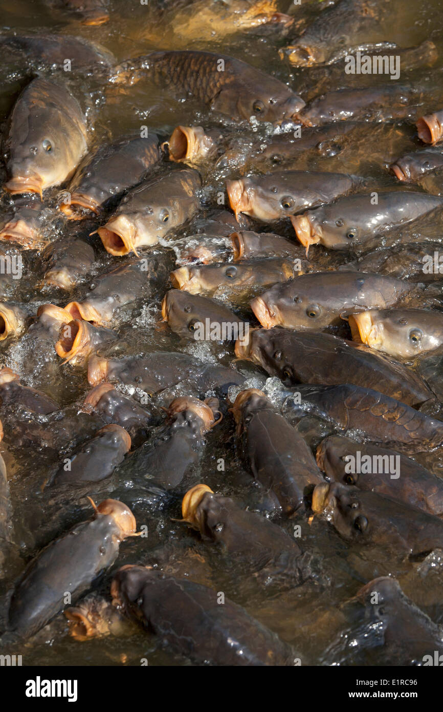 Carps hi-res stock photography and images - Alamy