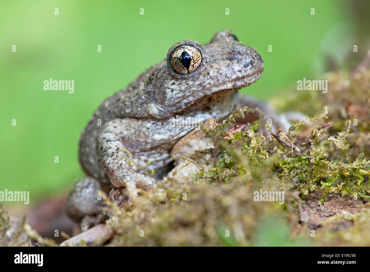 Midwife Toad portrait Stock Photo - Alamy