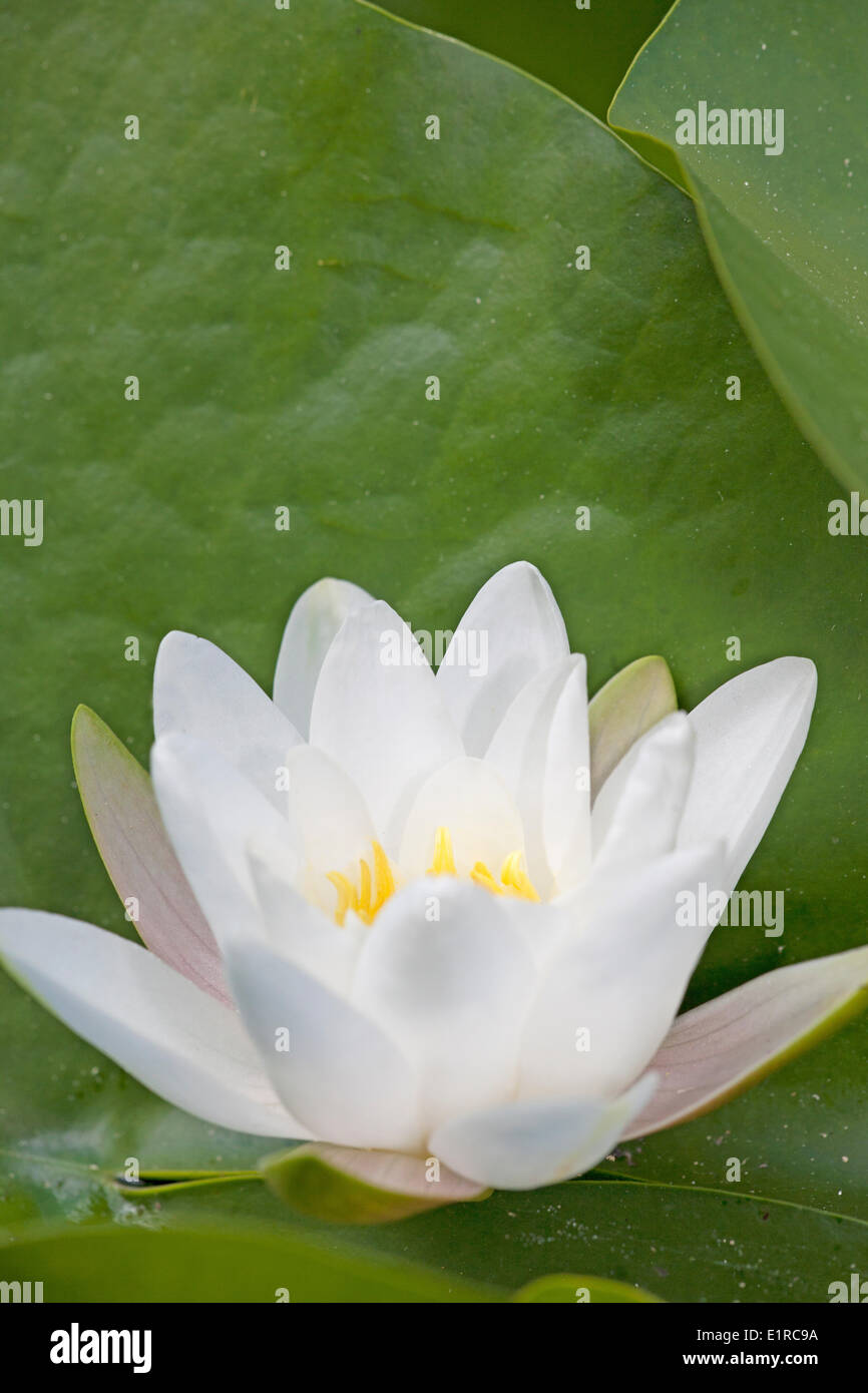 Plant white lily marsh hi-res stock photography and images - Alamy