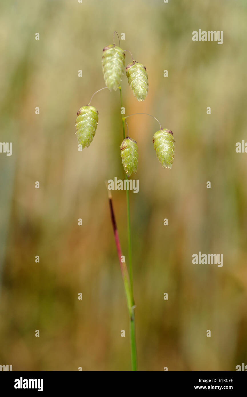Greater quaking grass hi-res stock photography and images - Alamy