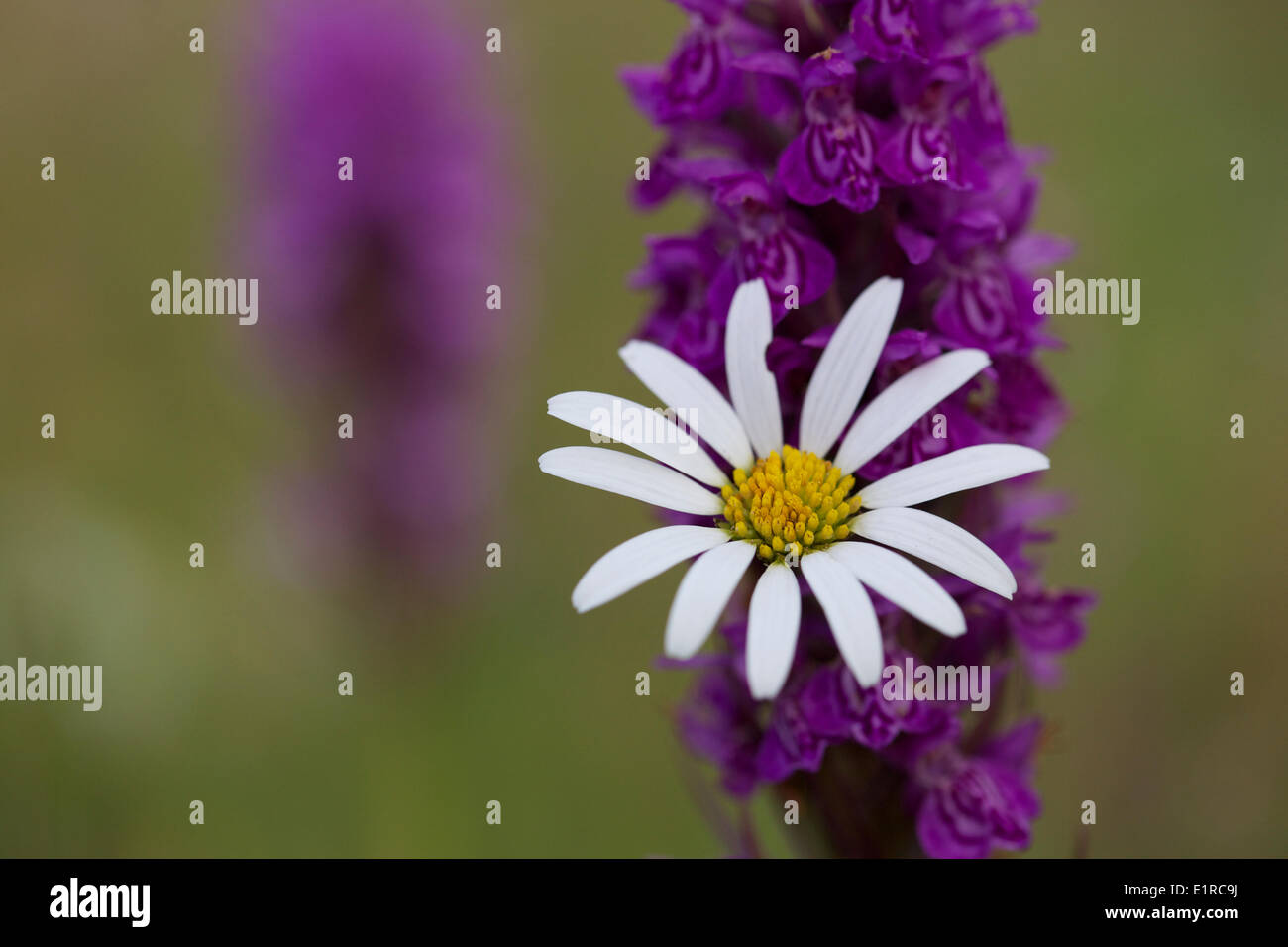 Spotted Marsh Orchid, and an Oxeye daisy Stock Photo - Alamy