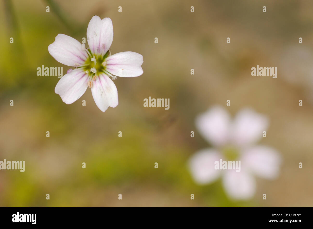 Tunicflower, a regular garden escape Stock Photo - Alamy