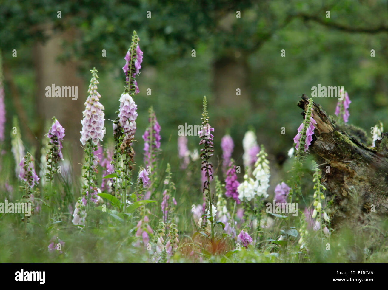 Indigenous nature management hi-res stock photography and images - Alamy