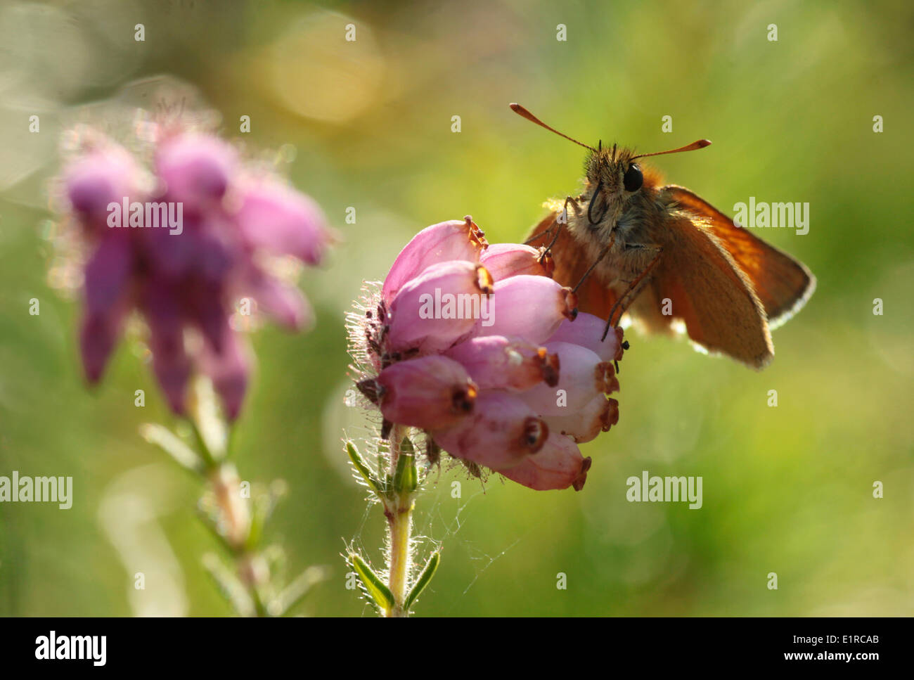 Woodland skipper hi-res stock photography and images - Alamy