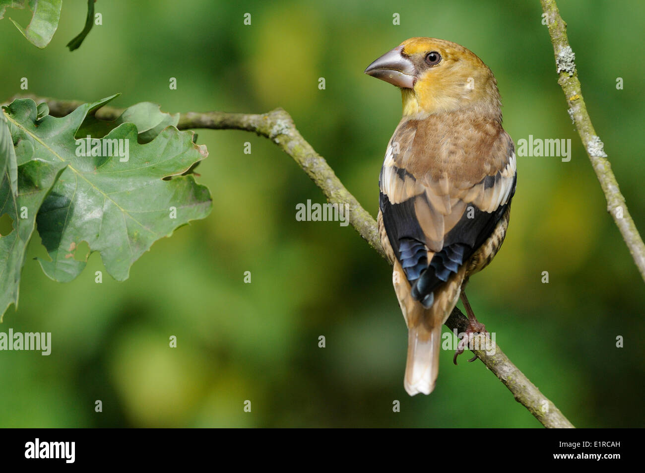 Juvenile Hawfinch perched in Oak, backside view Stock Photo - Alamy