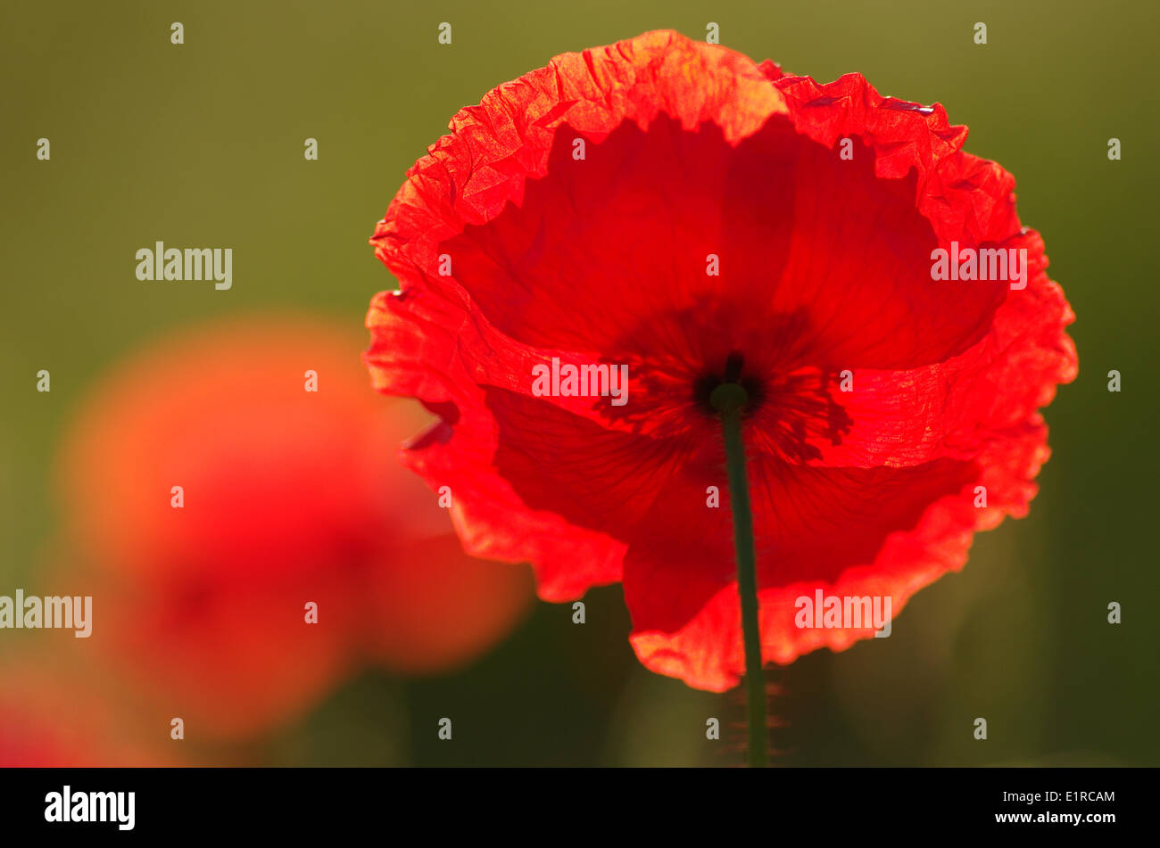Poppy in back-light with morning sun Stock Photo - Alamy