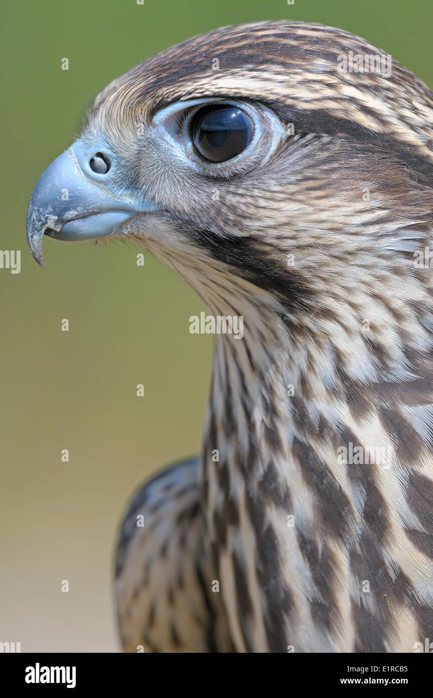 Portrait of a juvenile Saker Falcon Stock Photo - Alamy