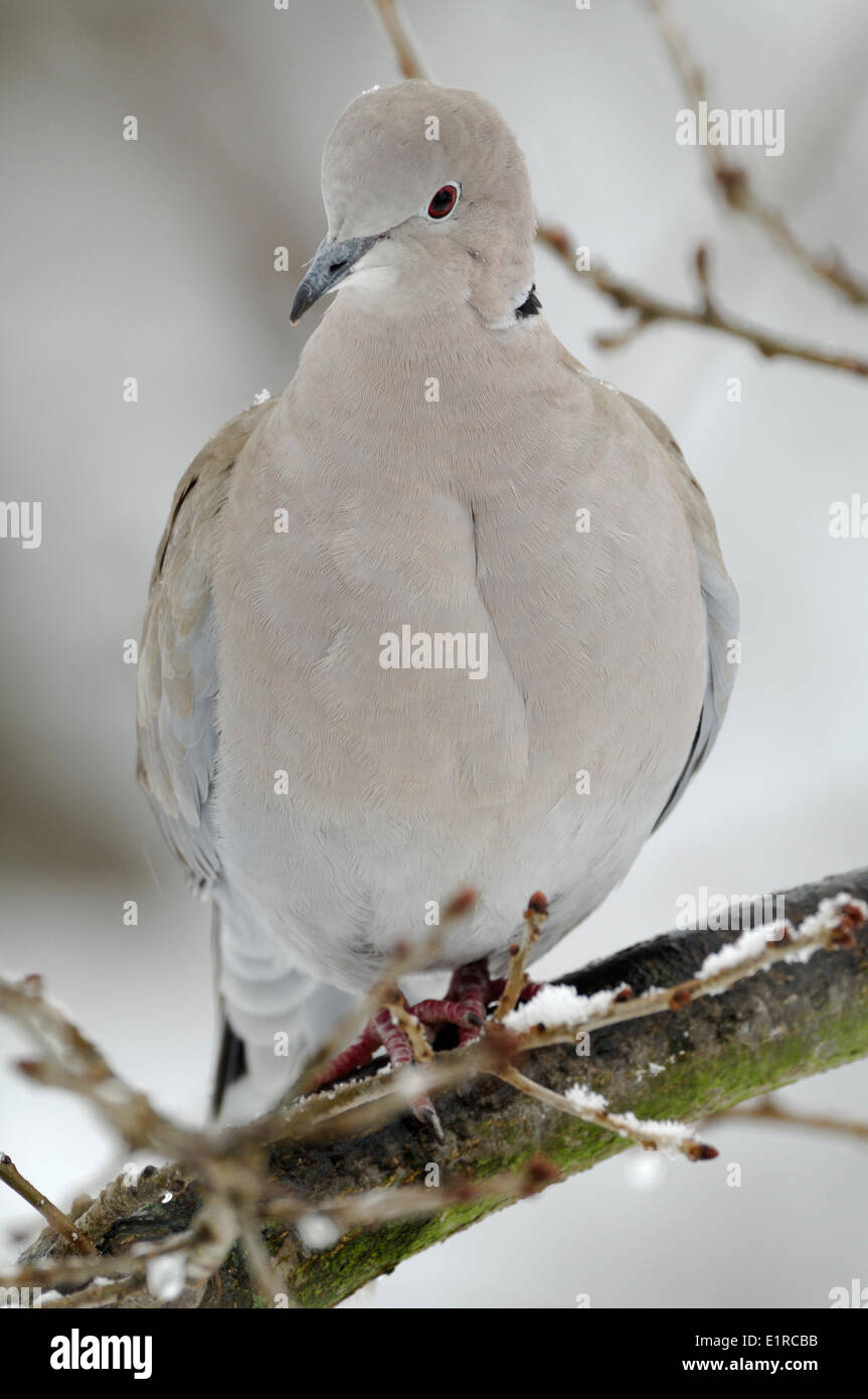 Eurasian Collared Dove in the snow Stock Photo - Alamy