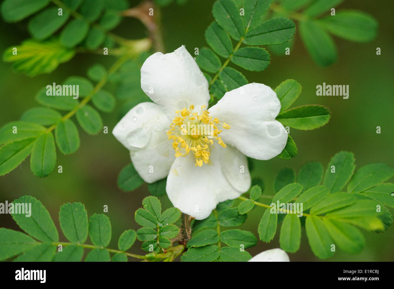 Rosa sericea pteracantha hi-res stock photography and images - Alamy