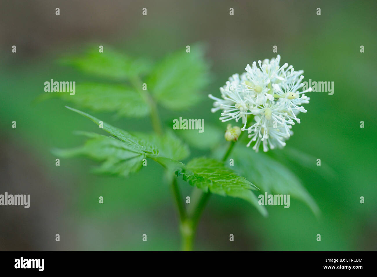 The baneberry hi-res stock photography and images - Alamy