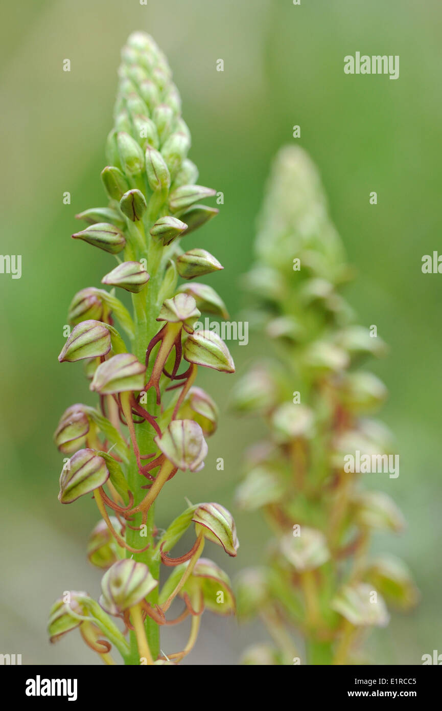 Orchid species aceras anthropophora hi-res stock photography and images ...