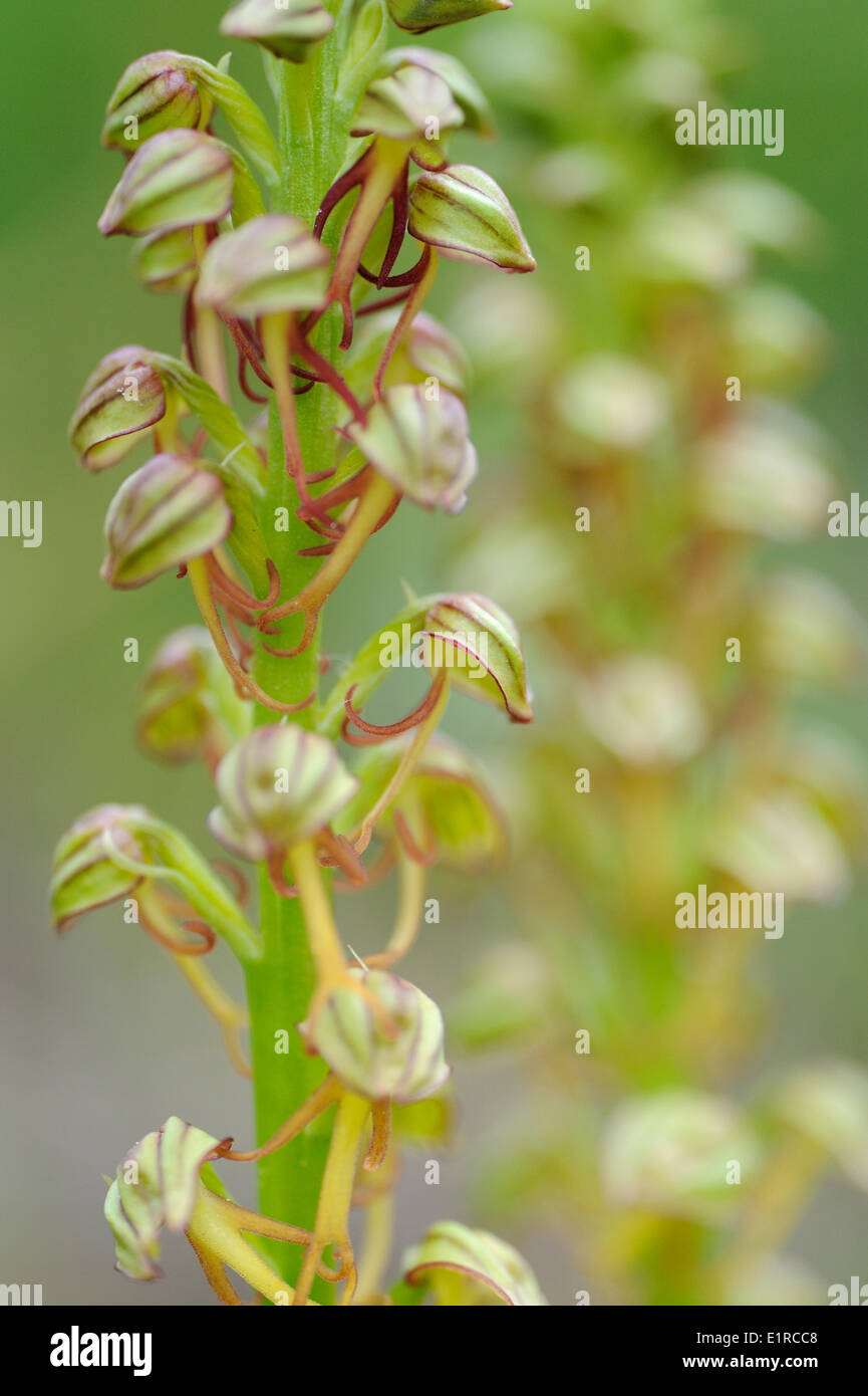 Flowering Man Orchid Stock Photo - Alamy