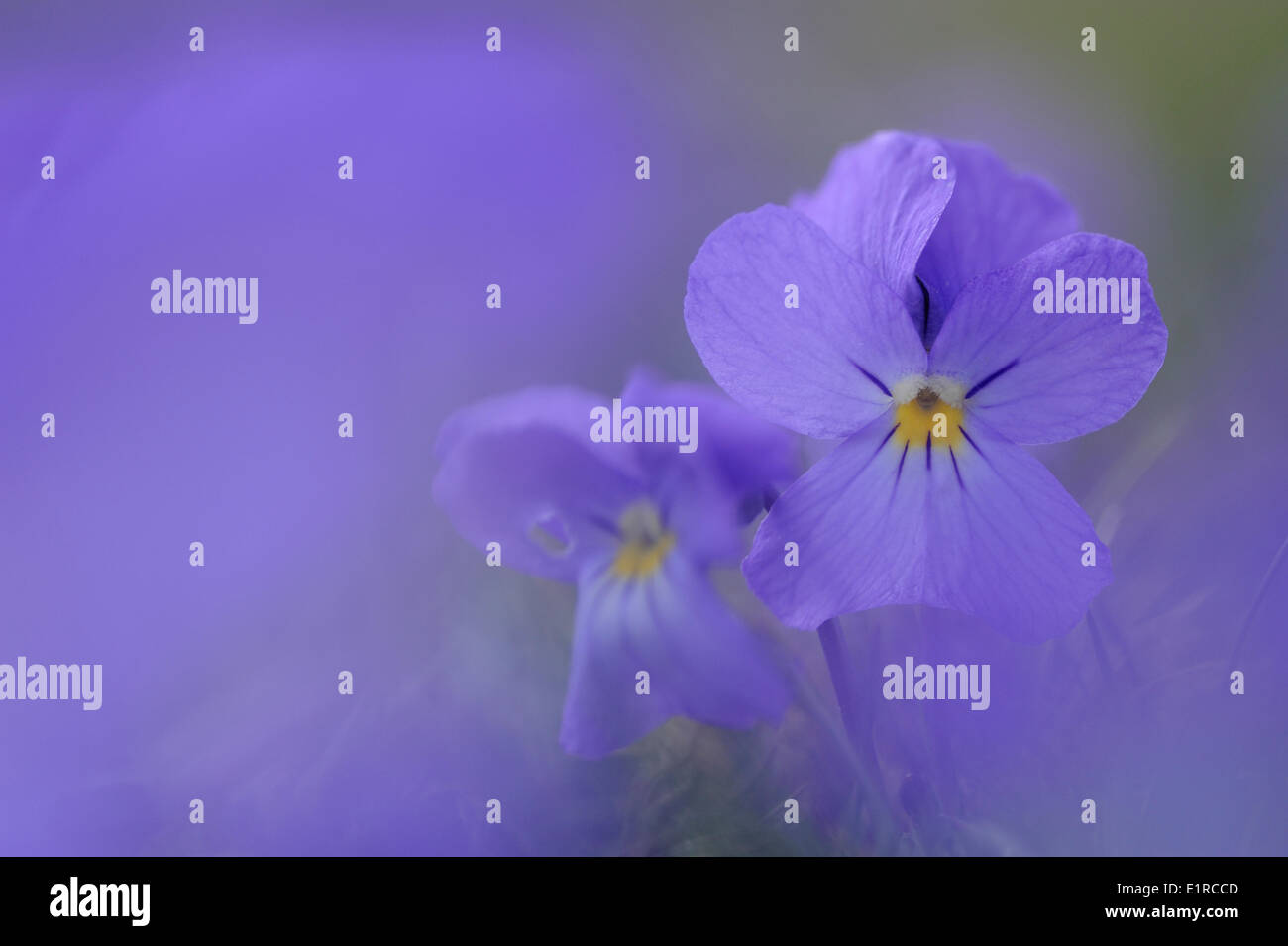 Flowering Spurred Violets on alpine meadow Stock Photo - Alamy