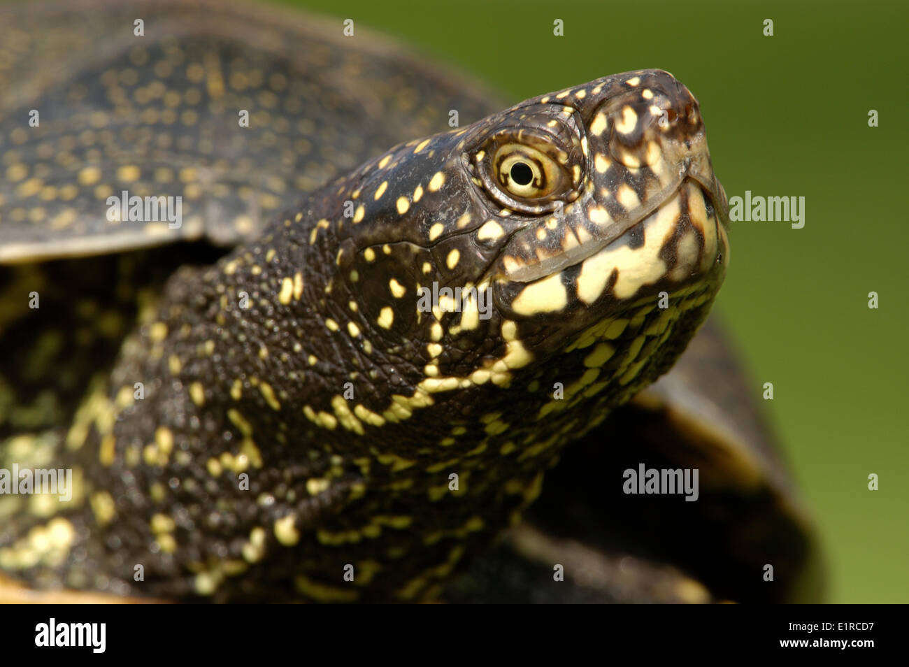 Portrait of a European Pond Terrapin Stock Photo - Alamy