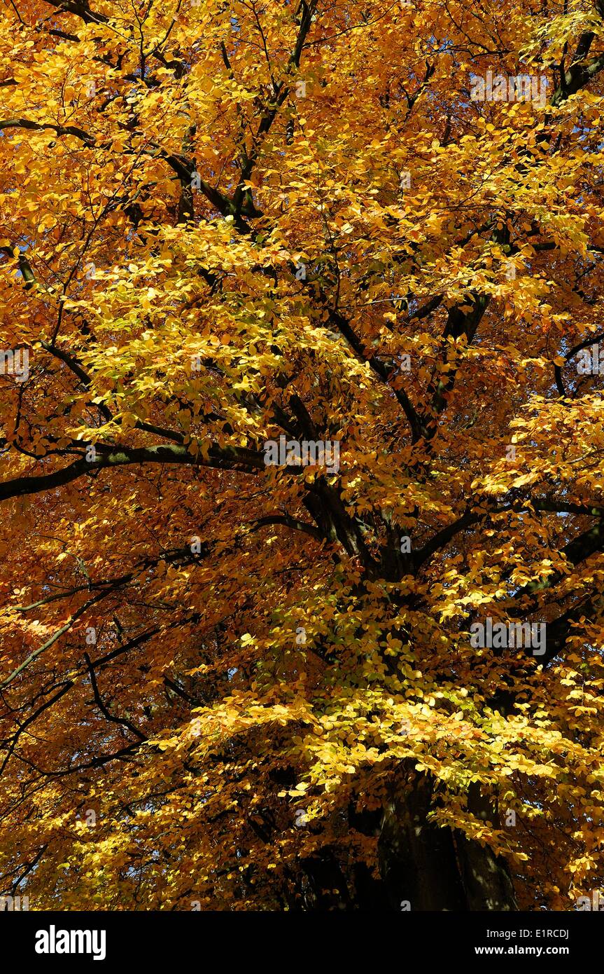 Common Beech in autumn colours Stock Photo - Alamy