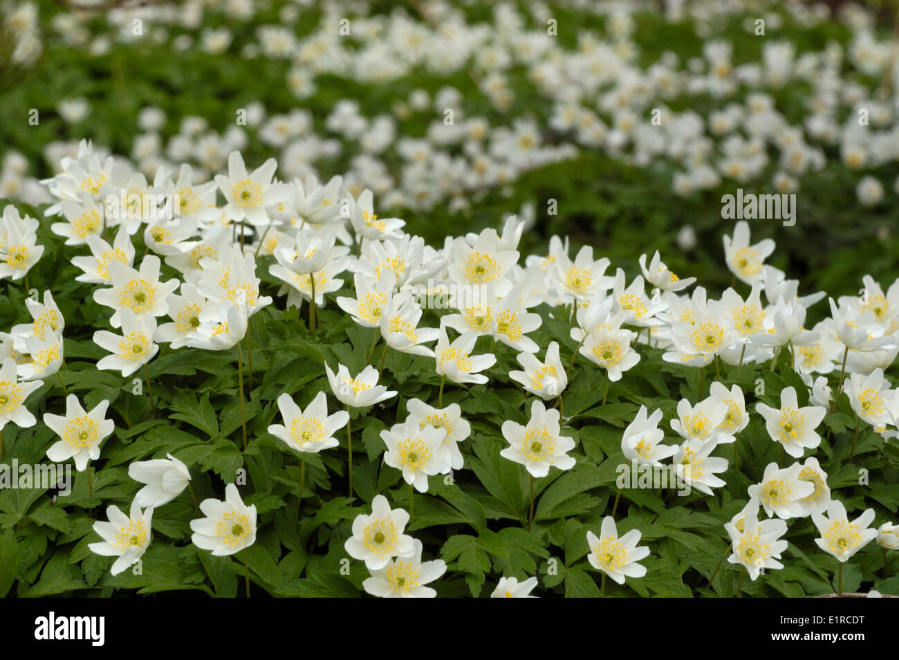 Flowering Wood Anemones Stock Photo - Alamy