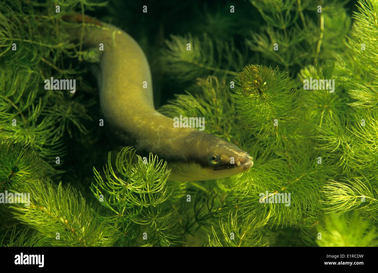 Eel aquarium hi-res stock photography and images - Alamy