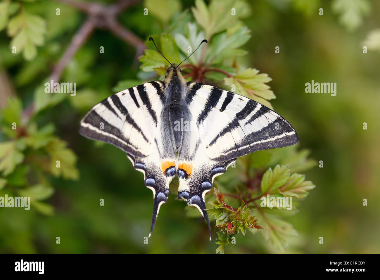 Scarce Swallowtail (Iphiclides podalirius) resting on the larval ...