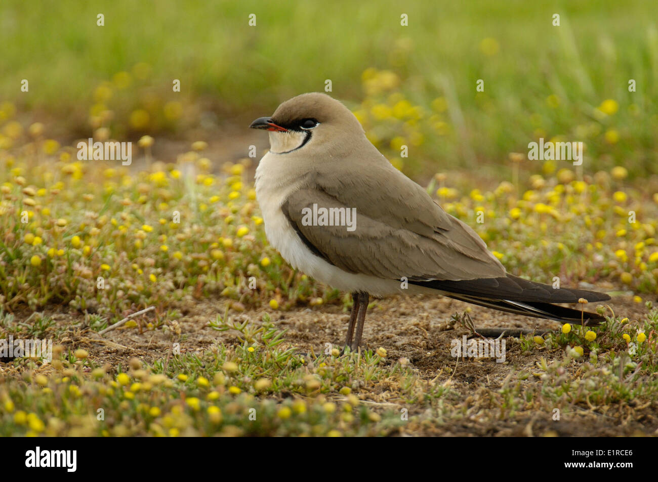 Collared pratincole resting in grass field with yellow flowers Stock ...