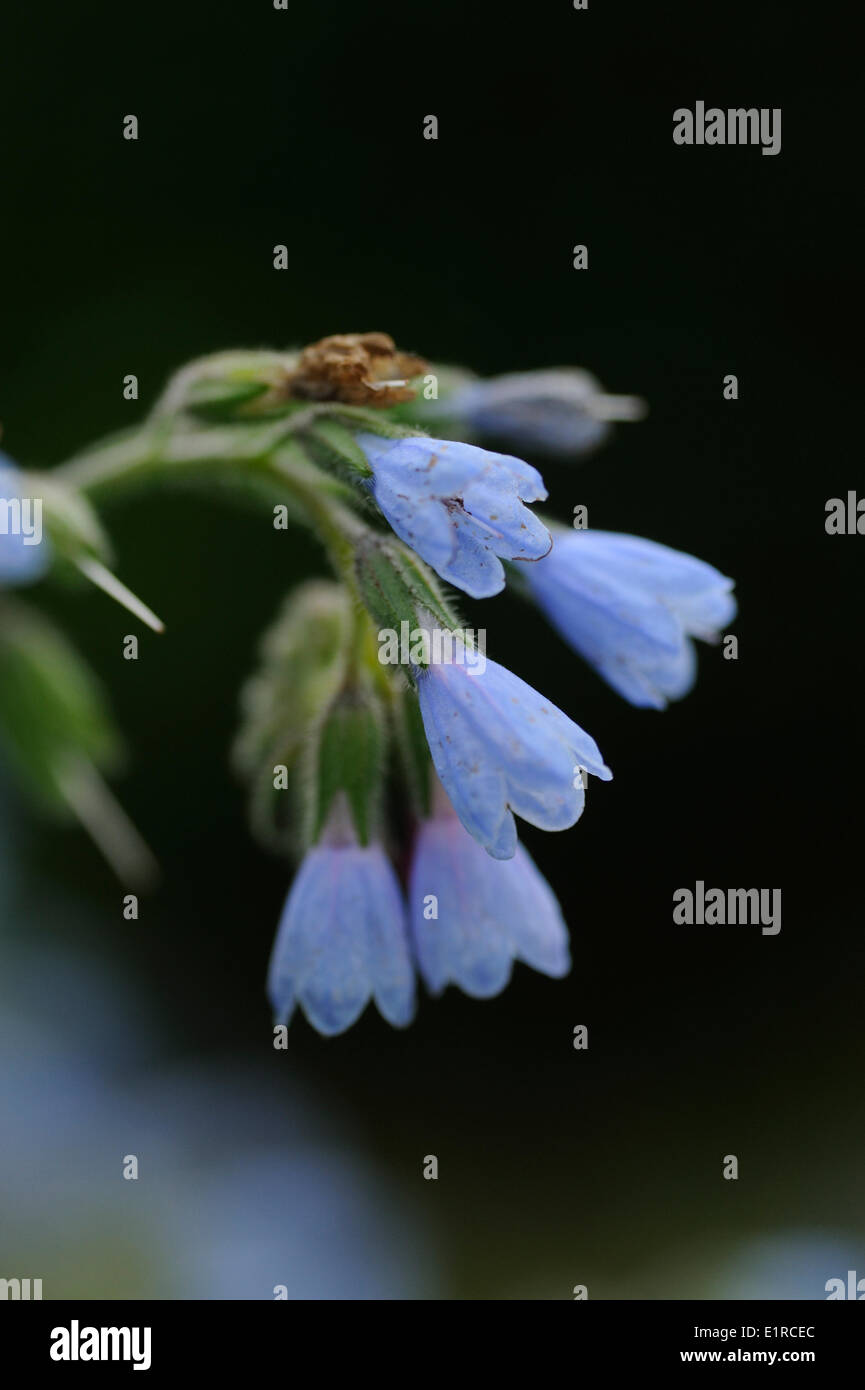 Rough comfrey symphytum hi-res stock photography and images - Alamy