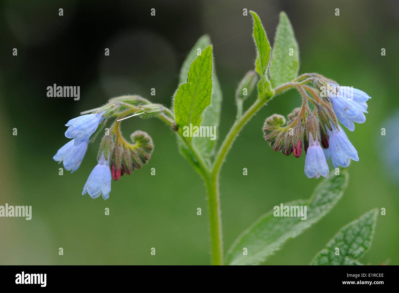 Flowering Rough Comfrey Stock Photo - Alamy