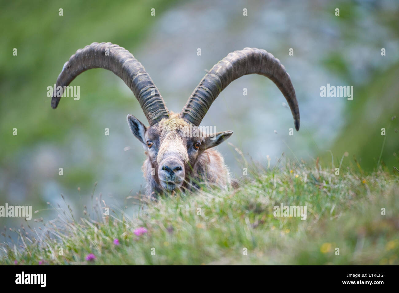 Alpine ibex portrait looking hi-res stock photography and images - Alamy