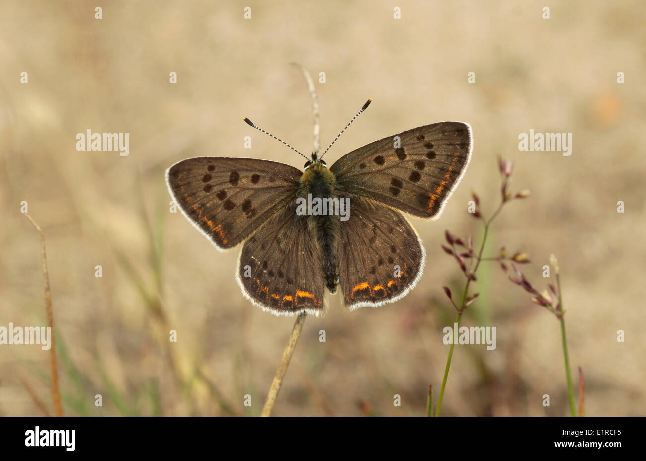 Sooty Copper, wings spread Stock Photo - Alamy