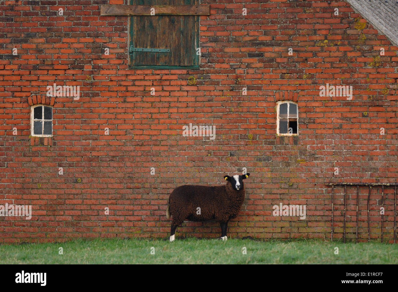 Balwen Welsh Mountain sheep in front of a red brick wall Stock Photo ...
