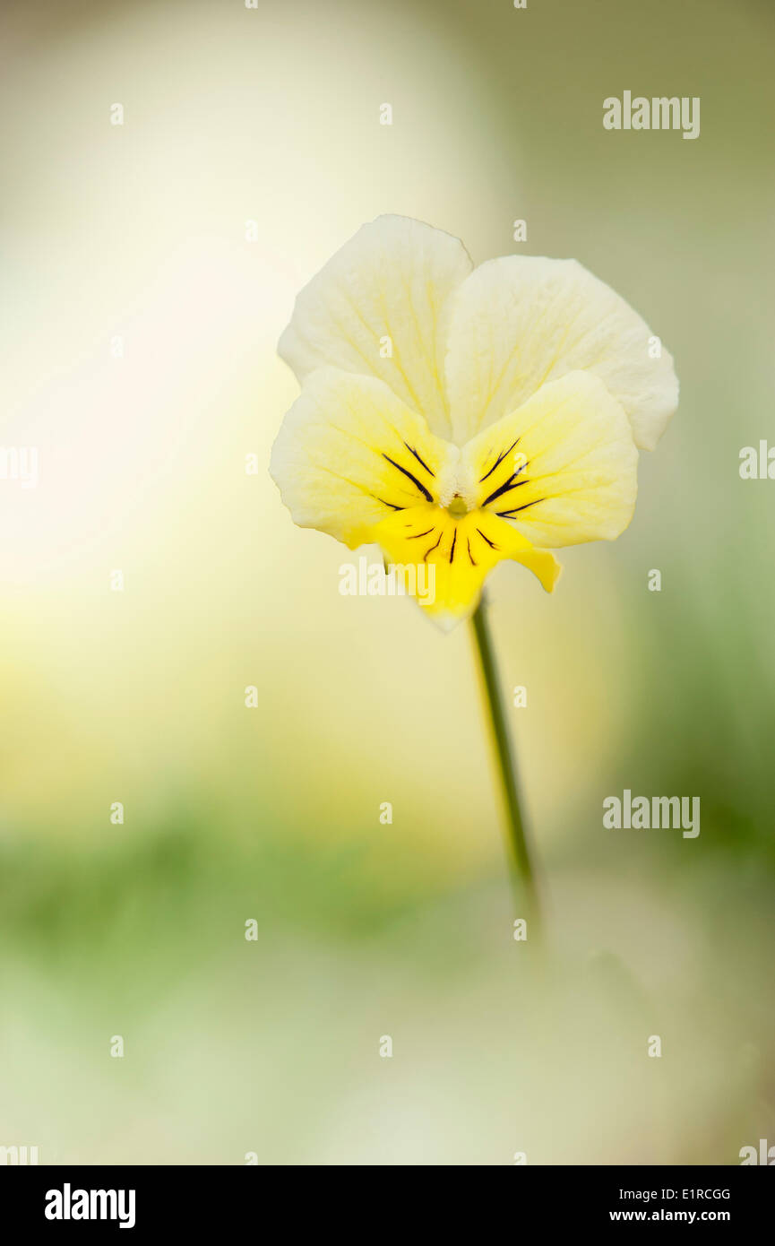 Rare image hi-res stock photography and images - Alamy