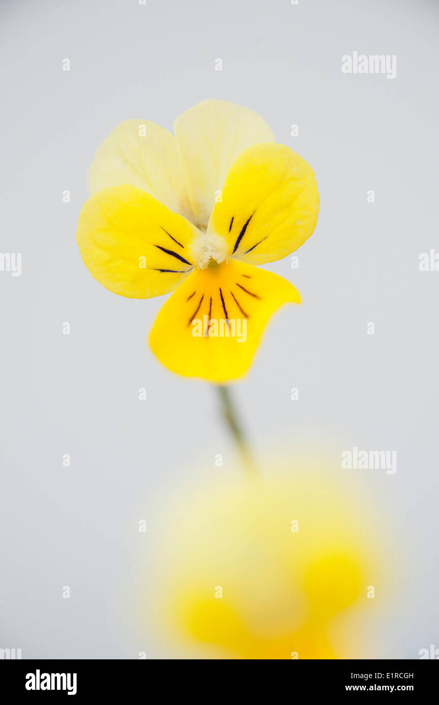 Rare mountain hi-res stock photography and images - Alamy