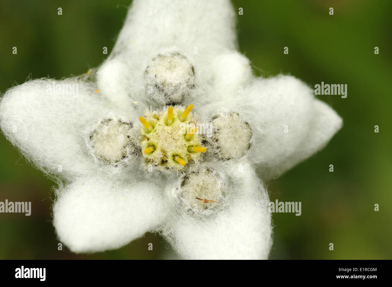Close-up of the flower of an Edelweiss, a protected flower in the Alps ...