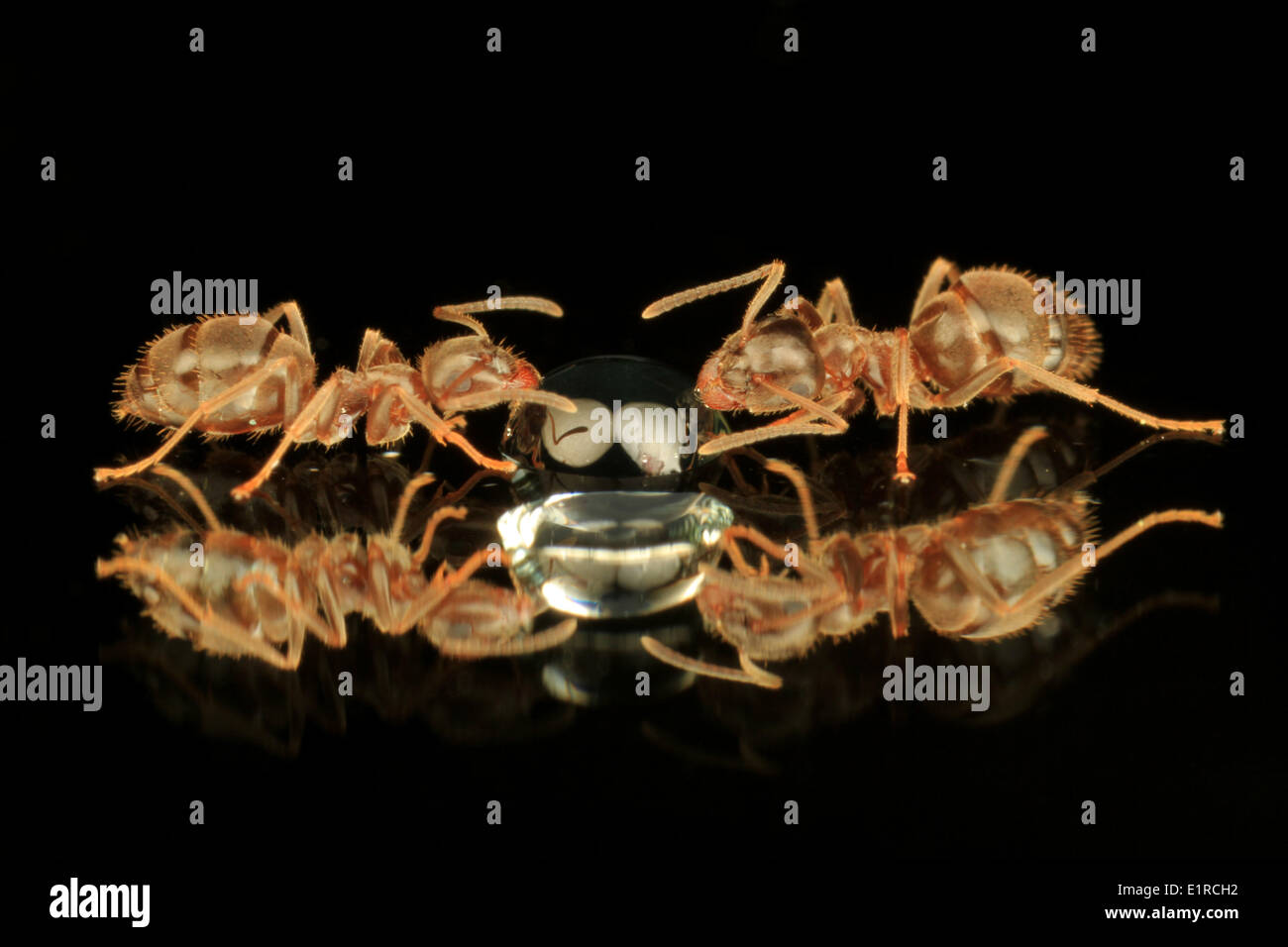 Ants drinking honey hi-res stock photography and images - Alamy