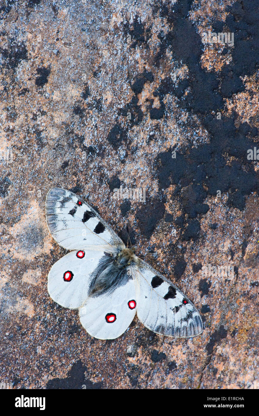 High mountain butterfly hi-res stock photography and images - Alamy