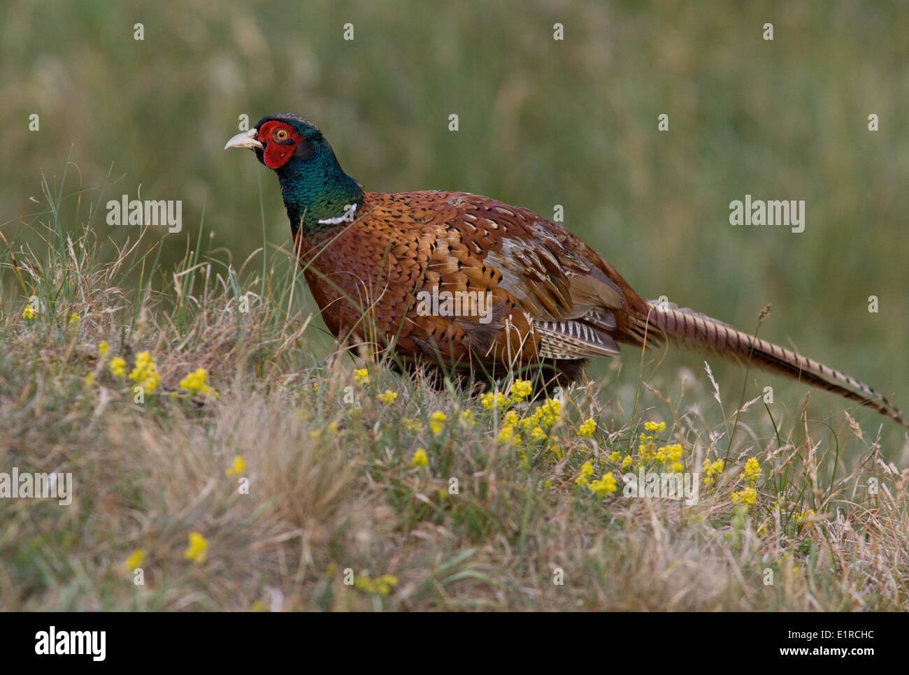 Mature pheasant hi-res stock photography and images - Alamy