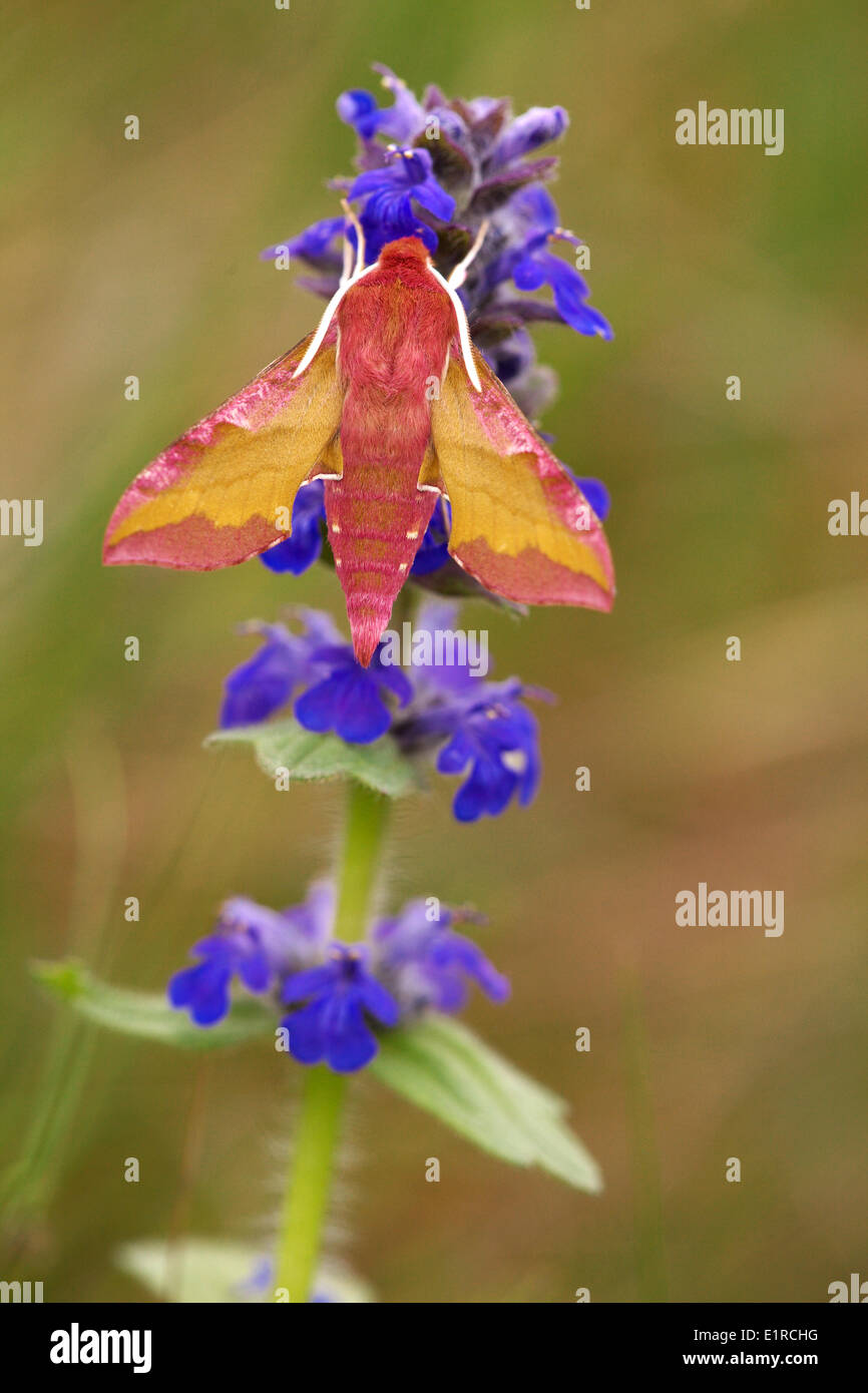 Blue Moth High Resolution Stock Photography and Images - Alamy