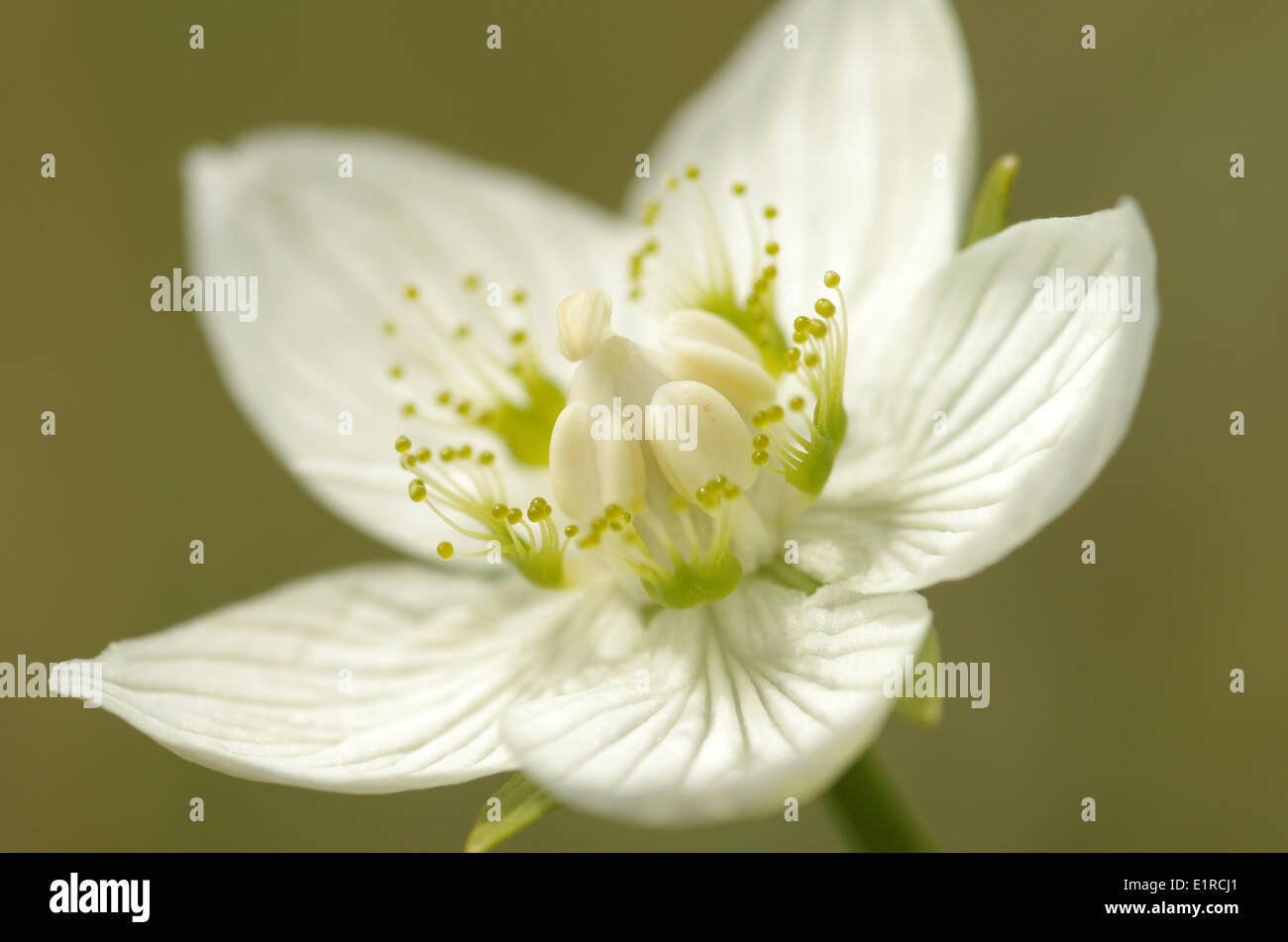 Grass flower inflorescence hi-res stock photography and images - Alamy