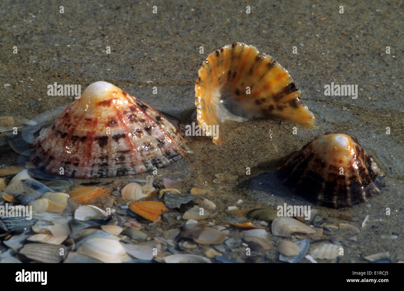 Washed up shells of the Common Limpet Stock Photo - Alamy