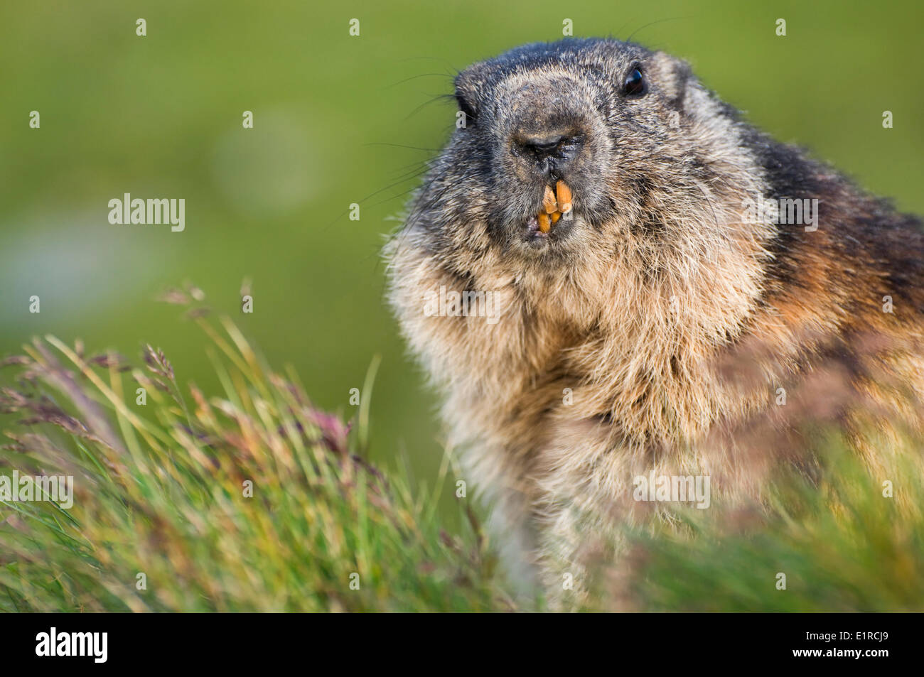 Alpine park natura 2000 hi-res stock photography and images - Alamy