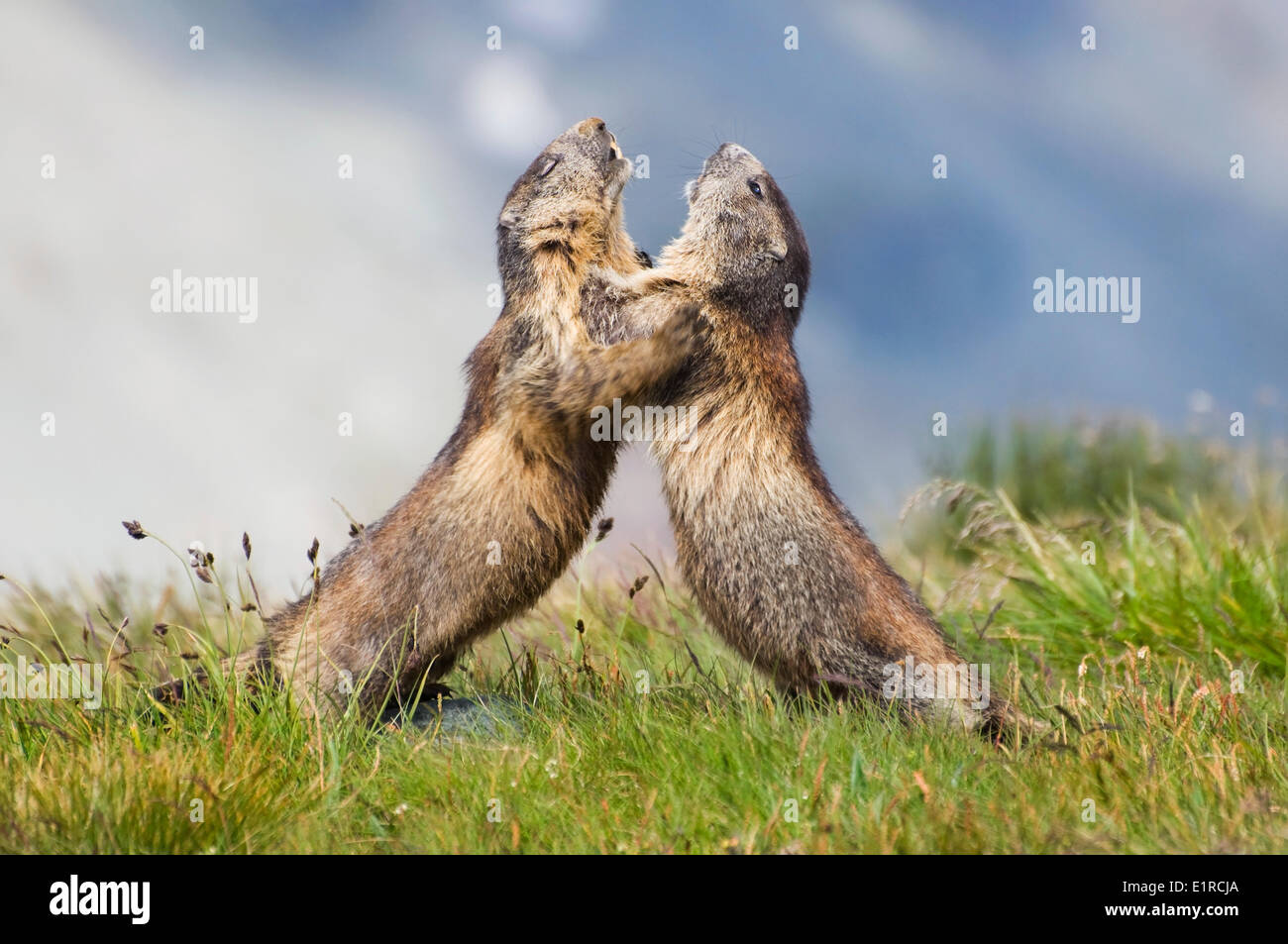 Fighting alpine marmots in their habitat Stock Photo - Alamy