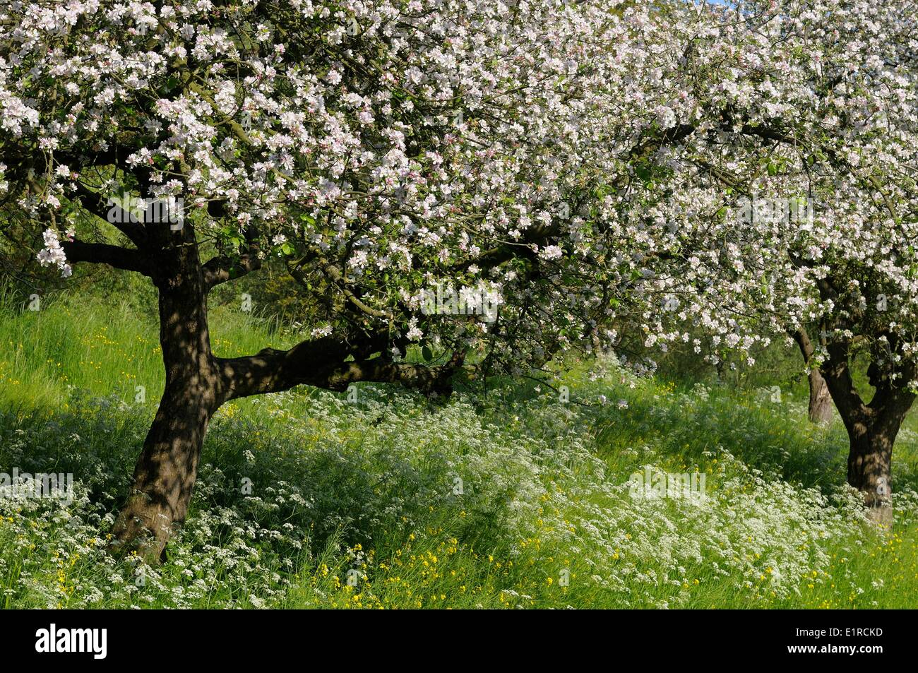 Full apple hi-res stock photography and images - Alamy