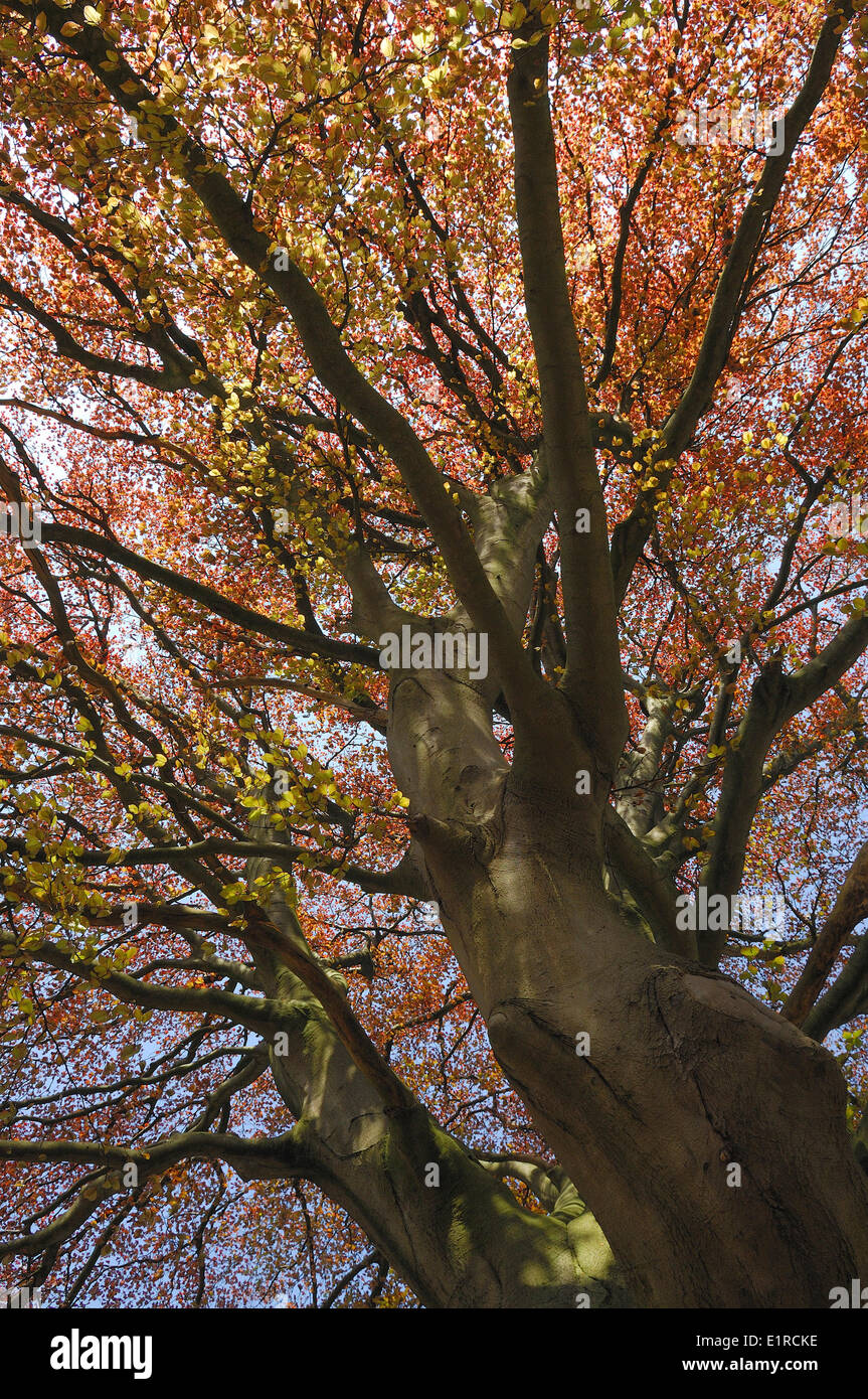 Young copper beech leaves hi-res stock photography and images - Alamy