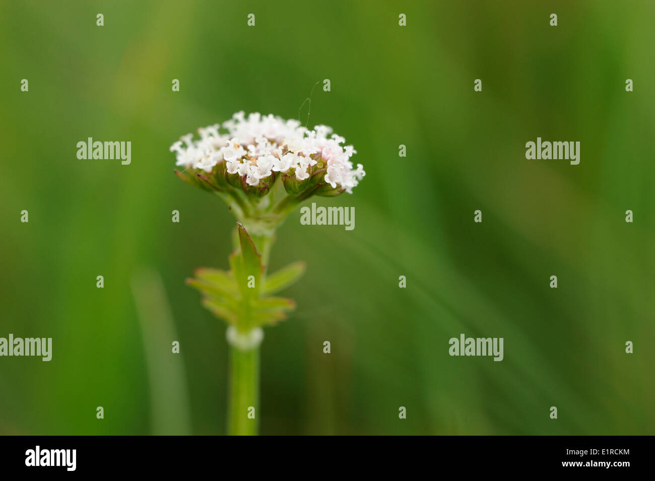 Flowering Marsh Valerian Stock Photo - Alamy