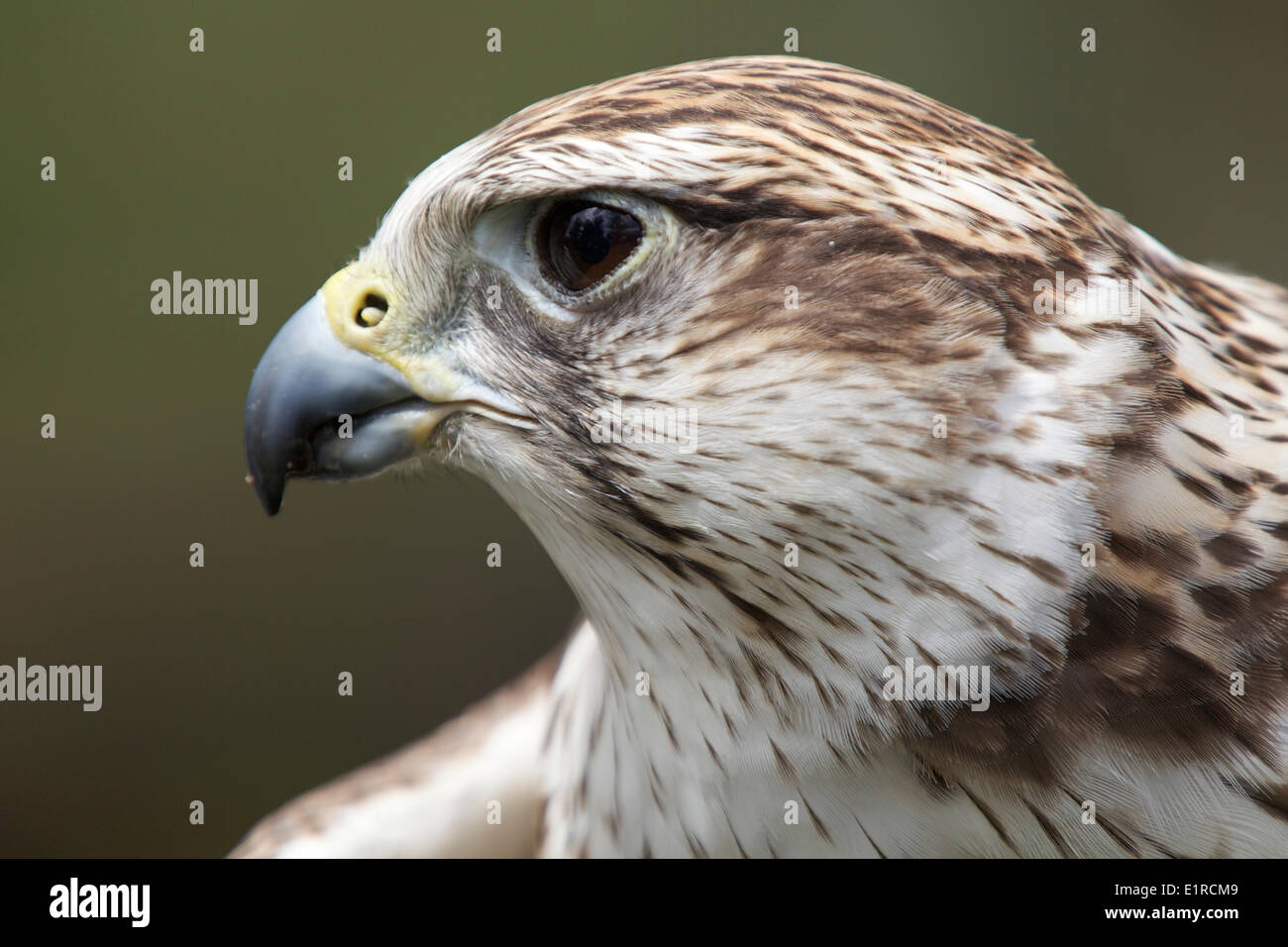 Bird of Prey shows often lead to the escape of birds. Here a Saker ...