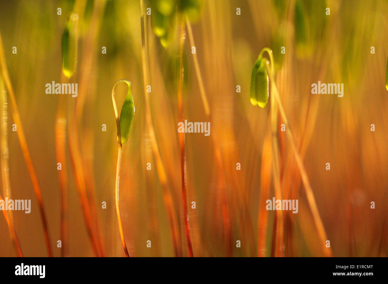 Swans neck thyme moss hi-res stock photography and images - Alamy