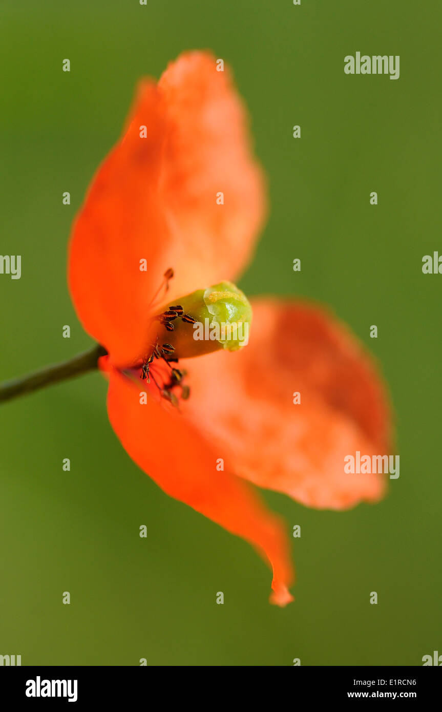 Long pod poppy hi-res stock photography and images - Alamy